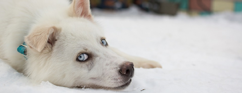 Zoe's Animal Rescue - Adopt a Dog or Cat in Edmonton, Alberta