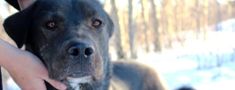 Zoe's Animal Rescue - Adopt a Dog or Cat in Edmonton, Alberta