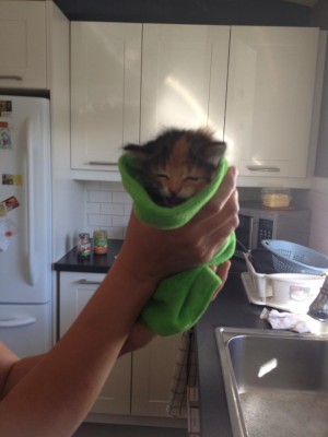 How to Make Kitten Art