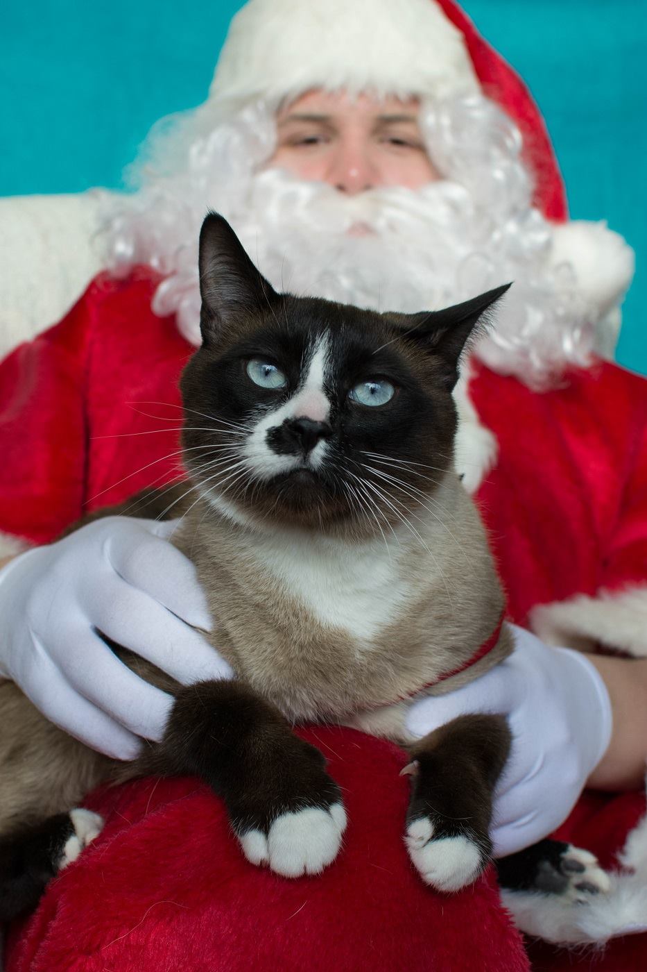 Adoption Event & Photos with Santa