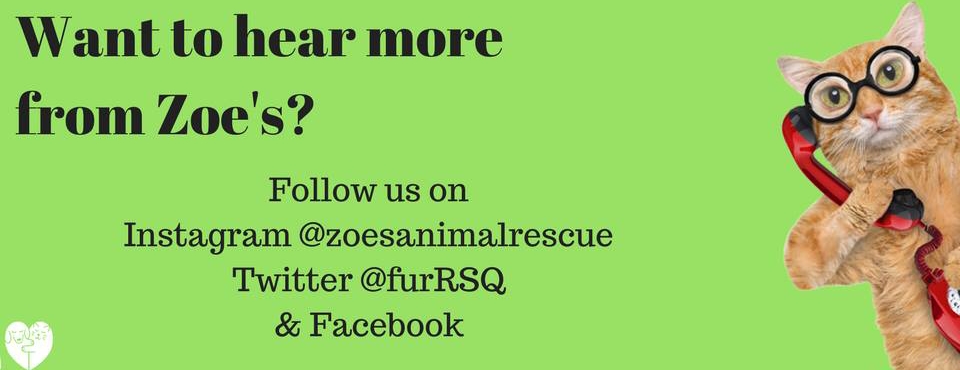 Zoe's Animal Rescue – Adopt a Dog or Cat in Edmonton, Alberta