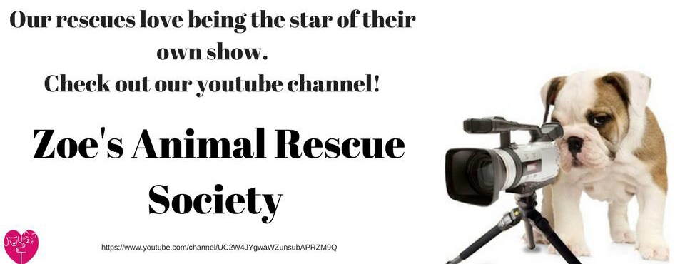 Zoe's Animal Rescue – Adopt a Dog or Cat in Edmonton, Alberta