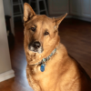Adoptable Dogs