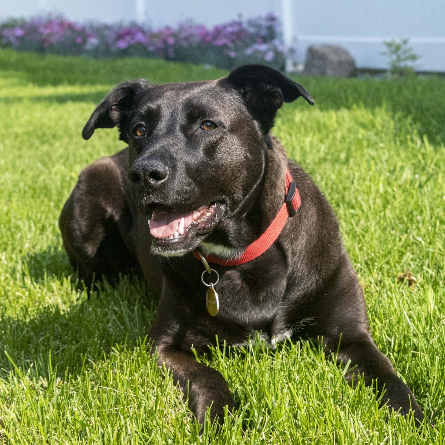 Adoptable Dogs