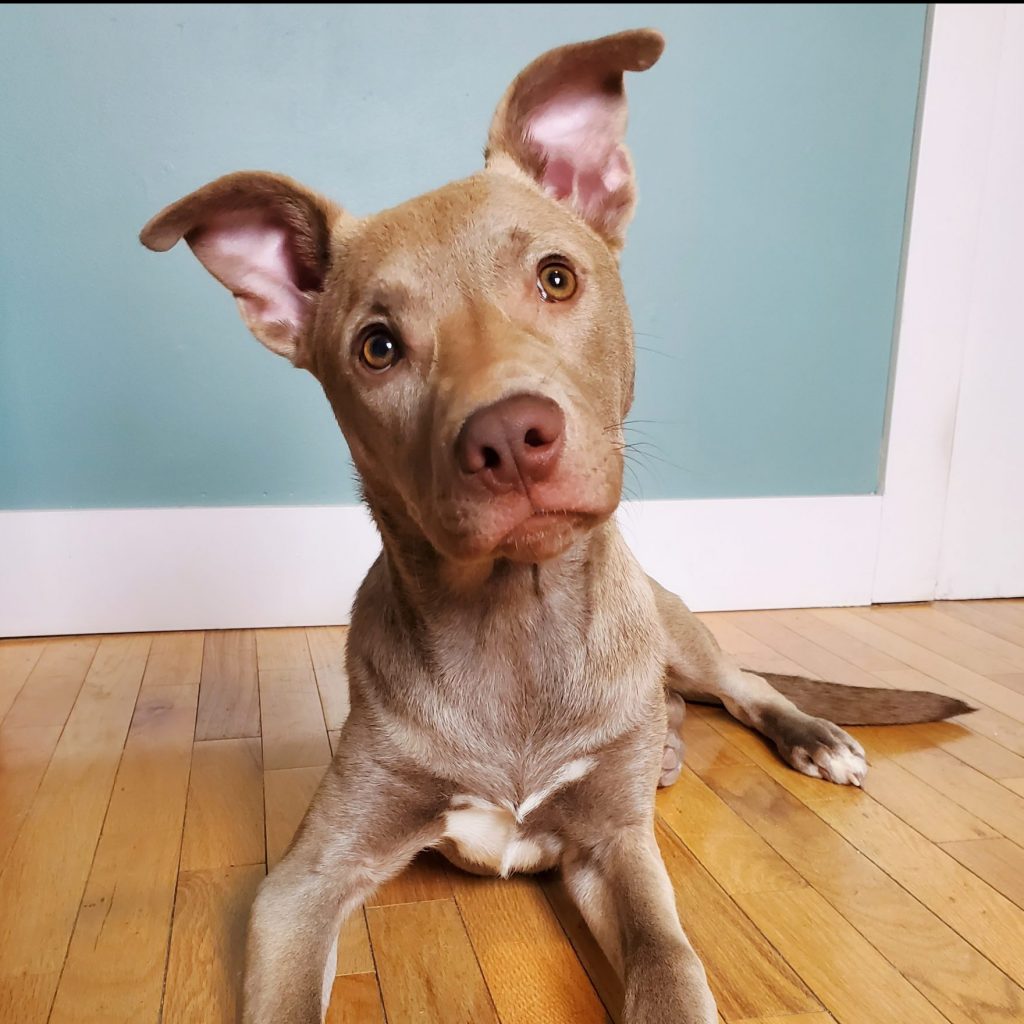 Adoptable Dogs