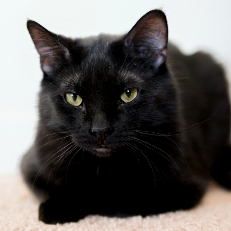 Adoptable Cats