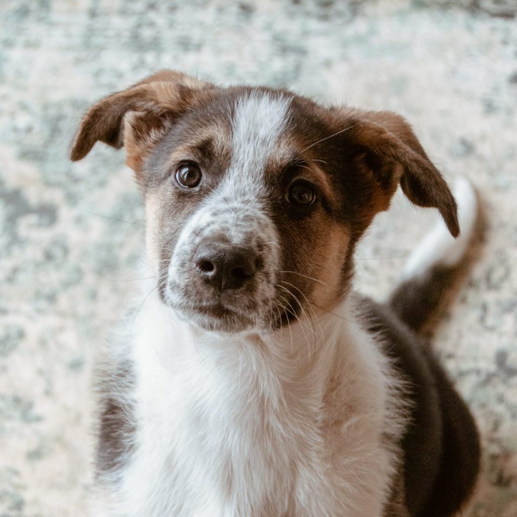 Adoptable Dogs