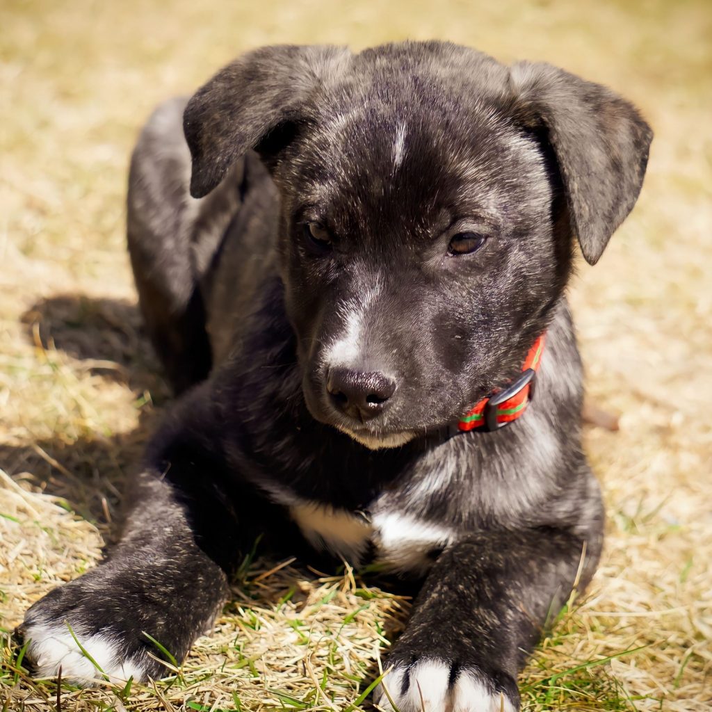 Adoptable Dogs