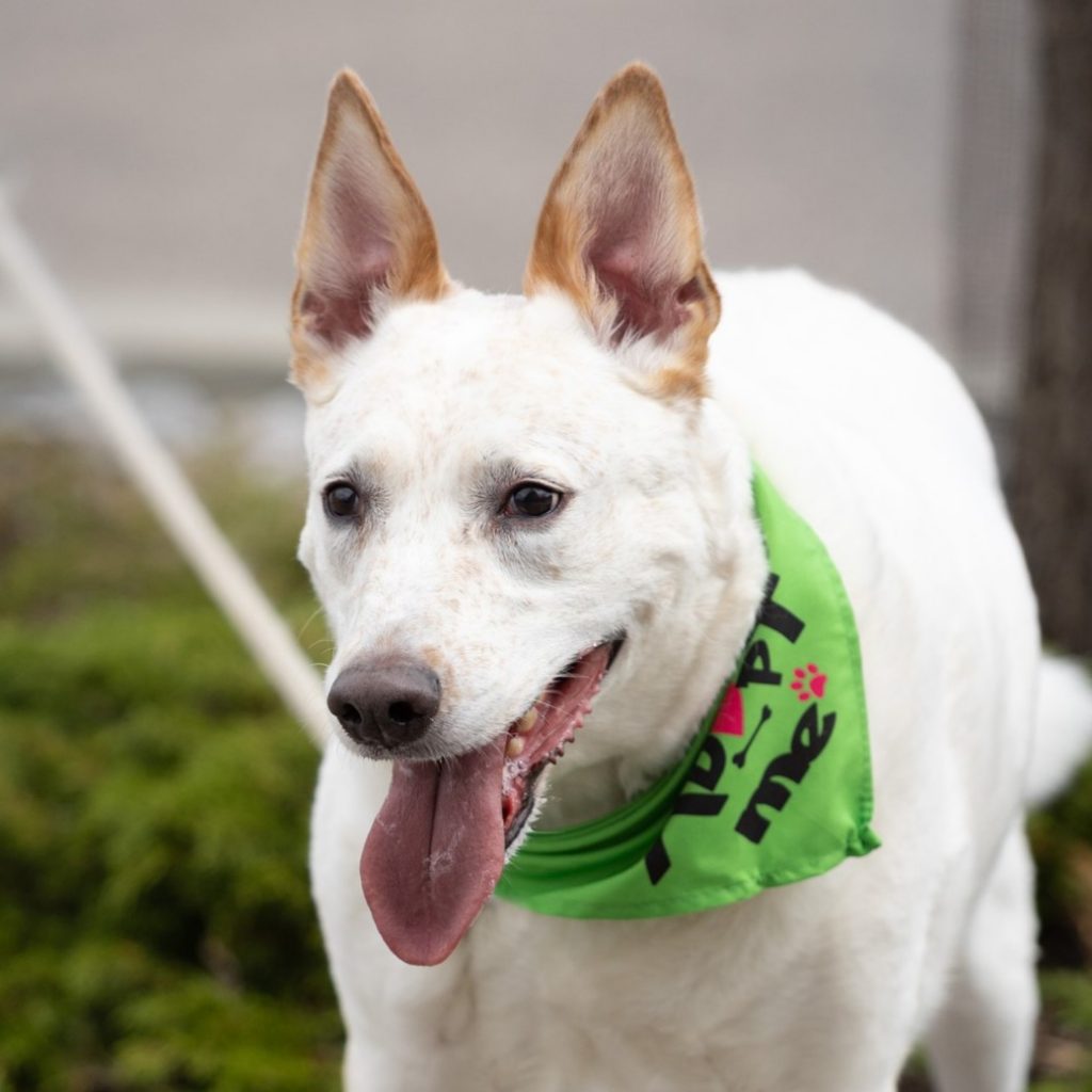 Adoptable Dogs