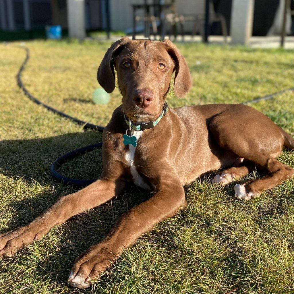 Adoptable Dogs