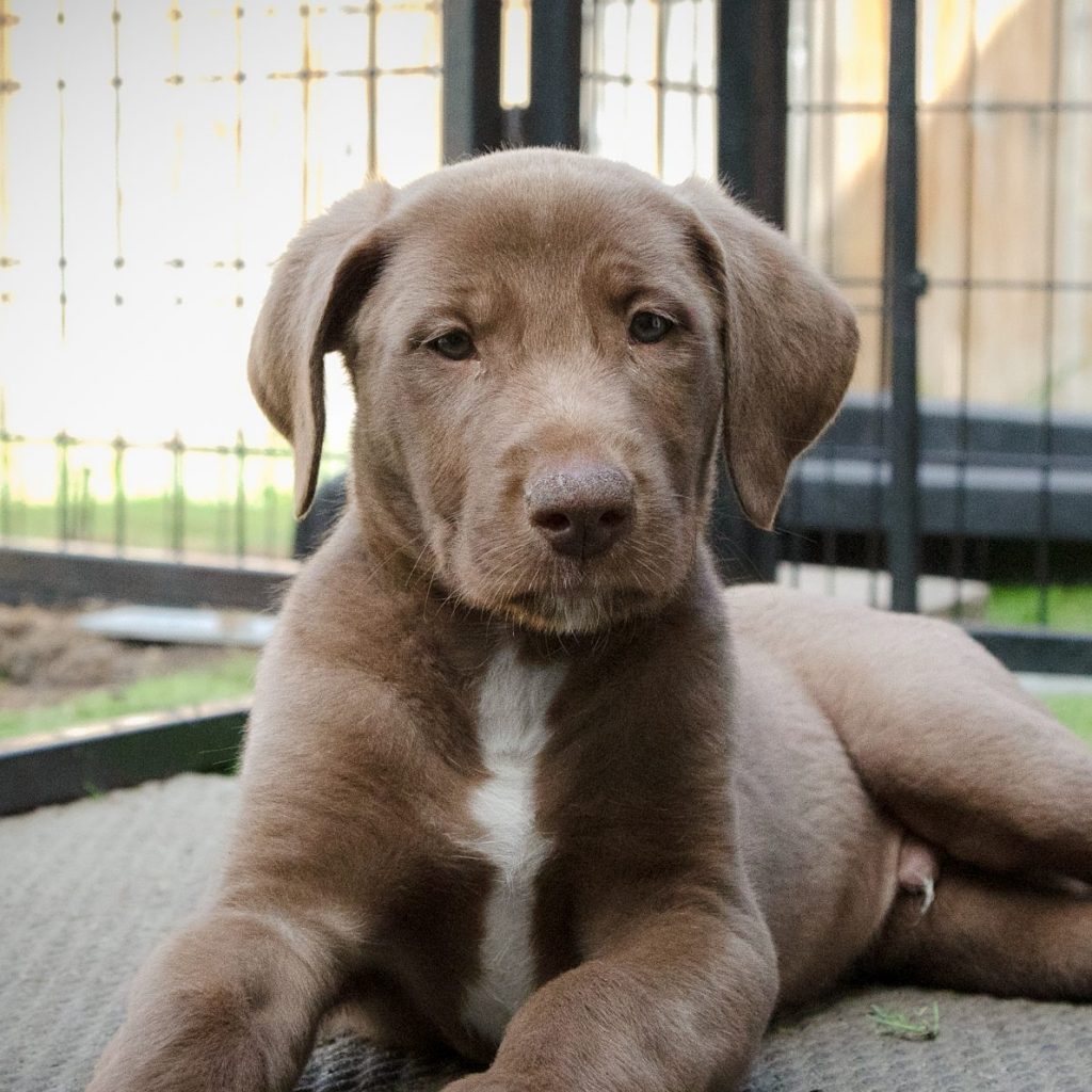Adoptable Dogs