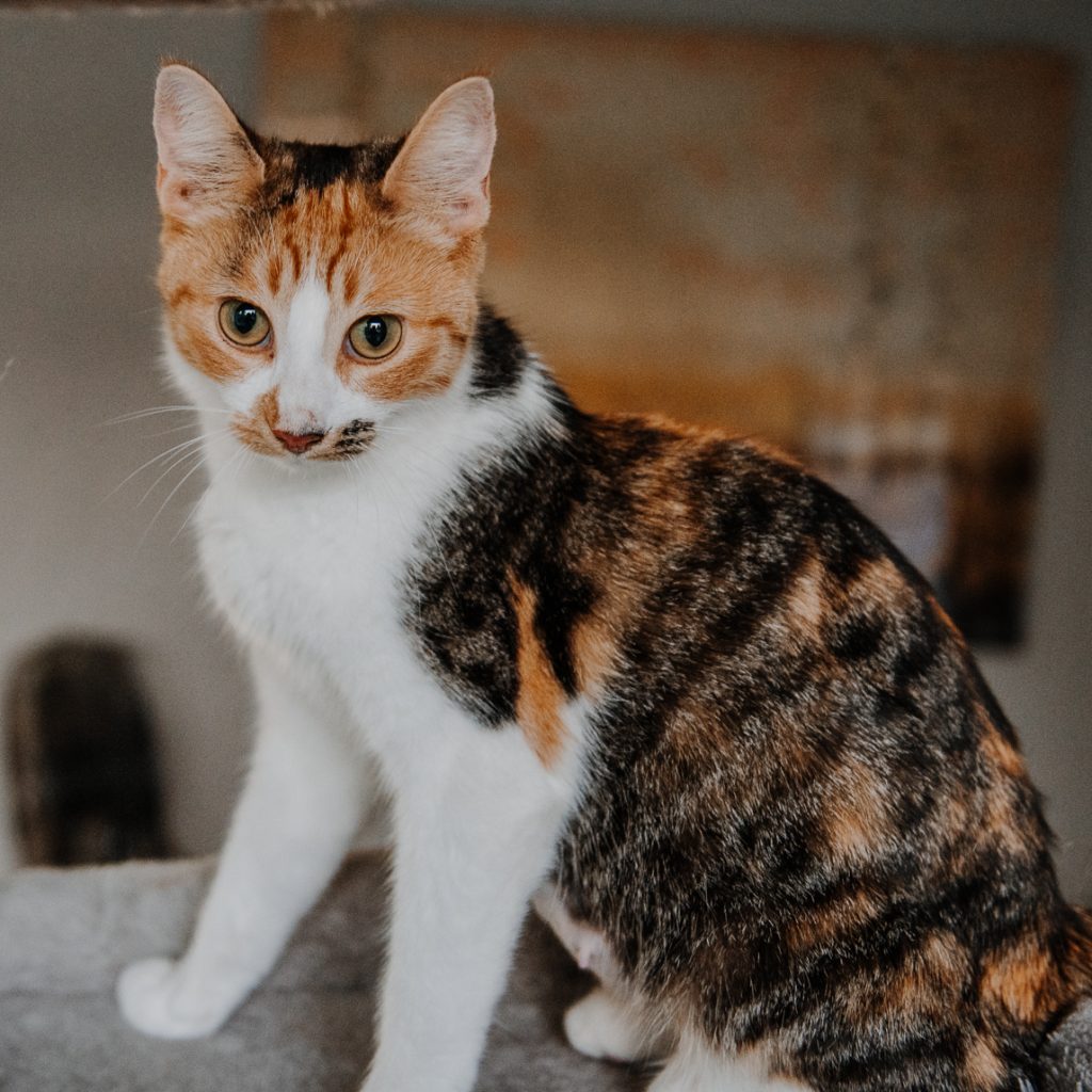 Adoptable Cats