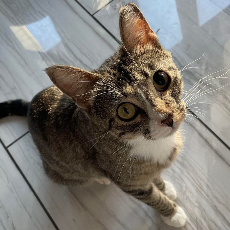 Adoptable Cats