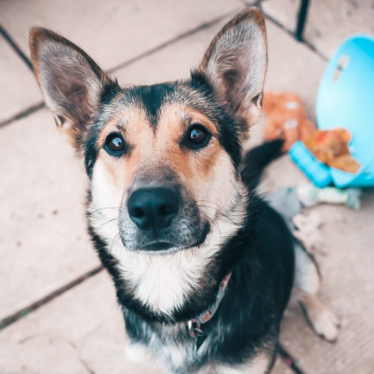Adoptable Dogs