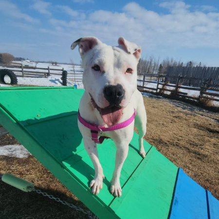 Adoptable Dogs