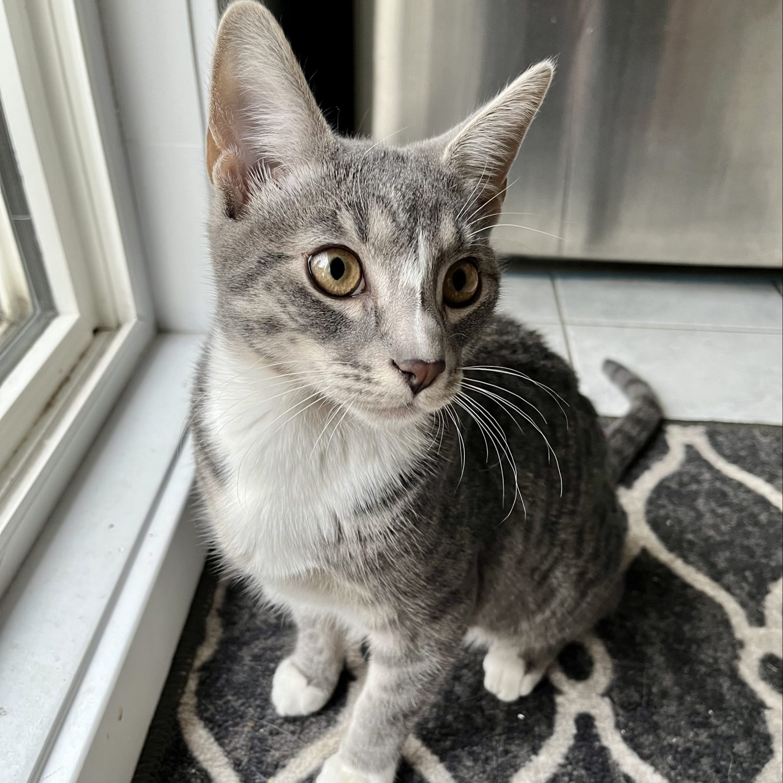 How to Make Kitten Art