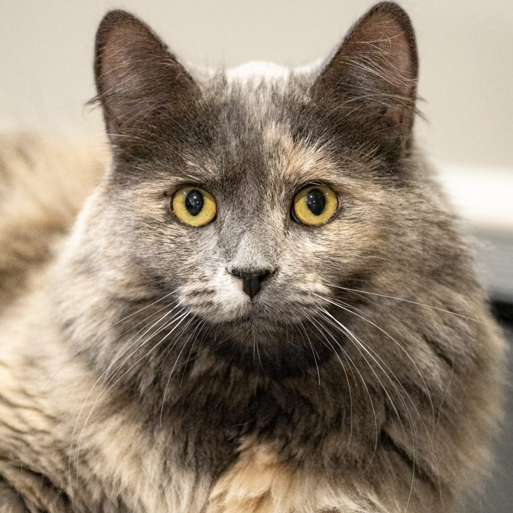 Adoptable Cats