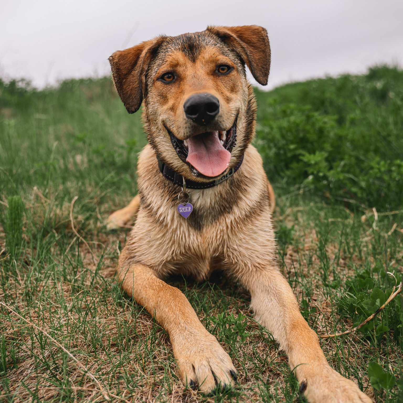 Adoptable Dogs