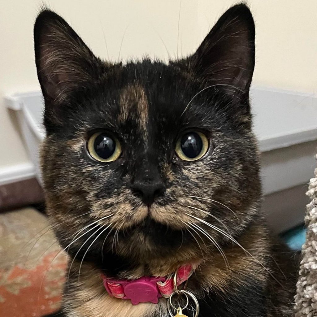 Lost Pet Resources Edmonton