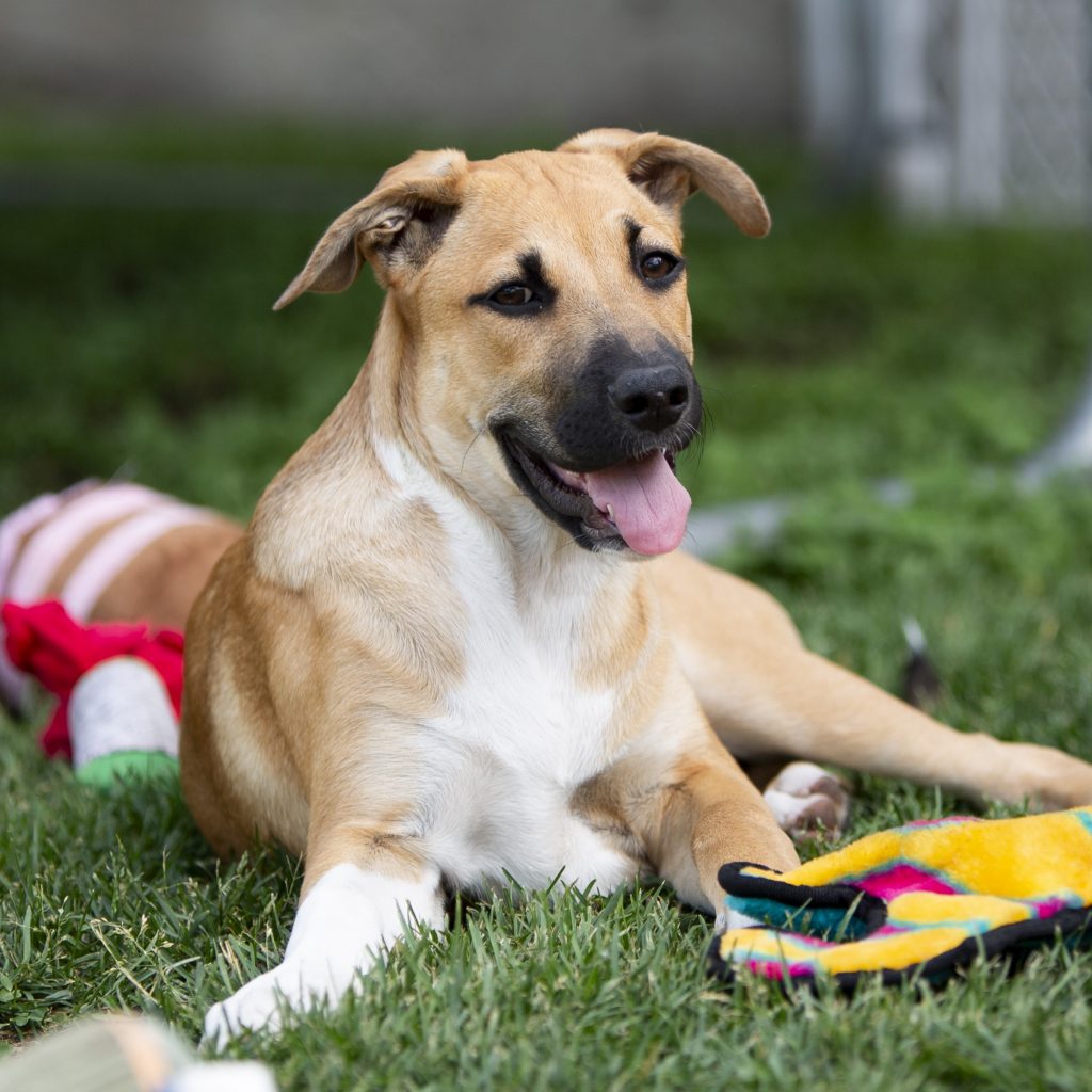 Adopt