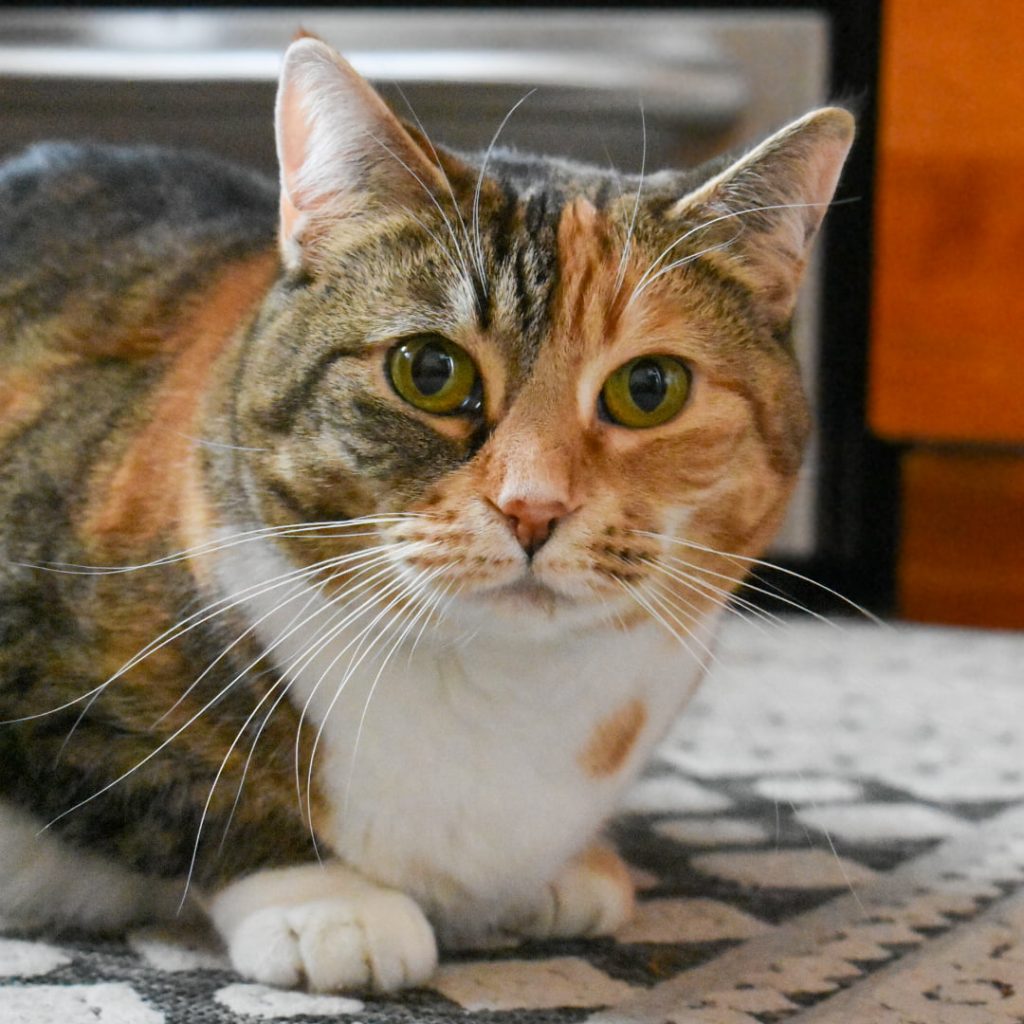 Adoptable Cats
