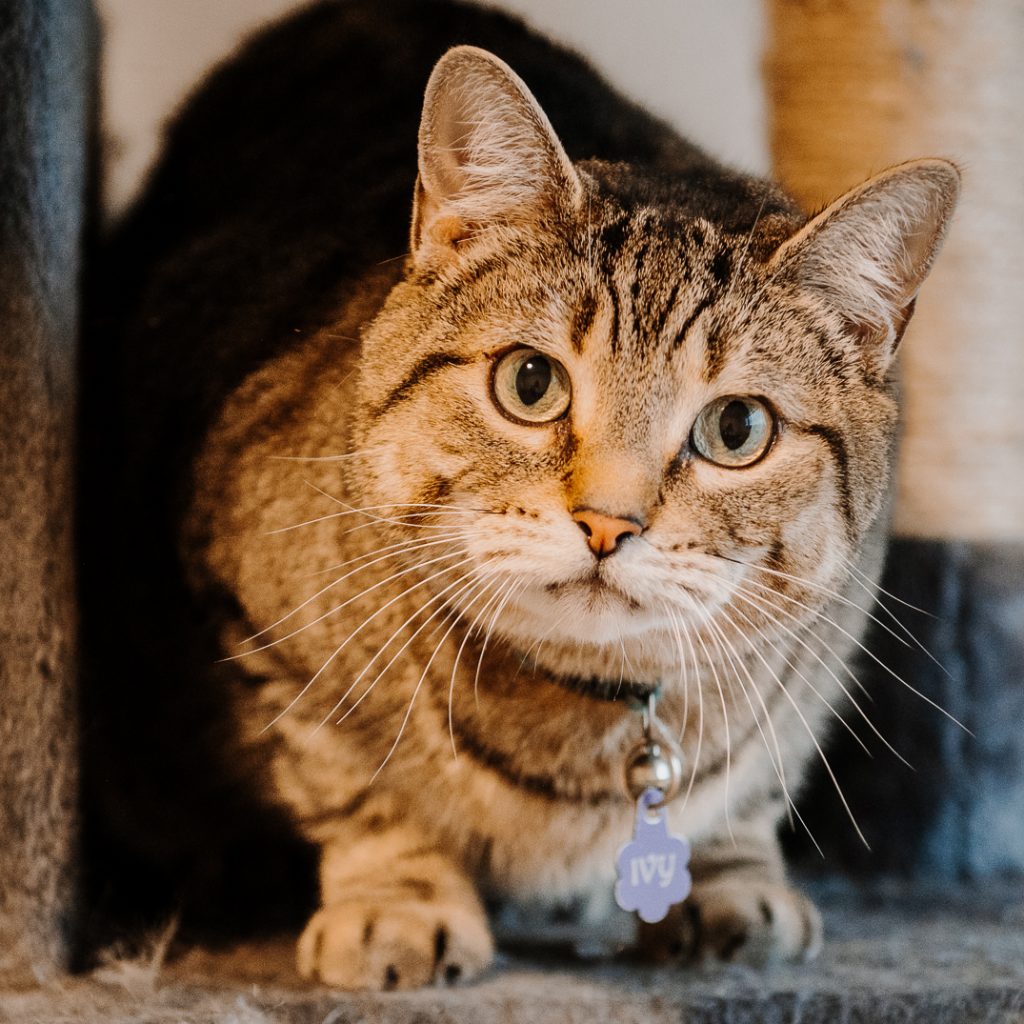 Adoptable Cats