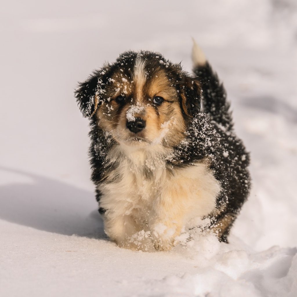 Correcting Common Litter Box Issues