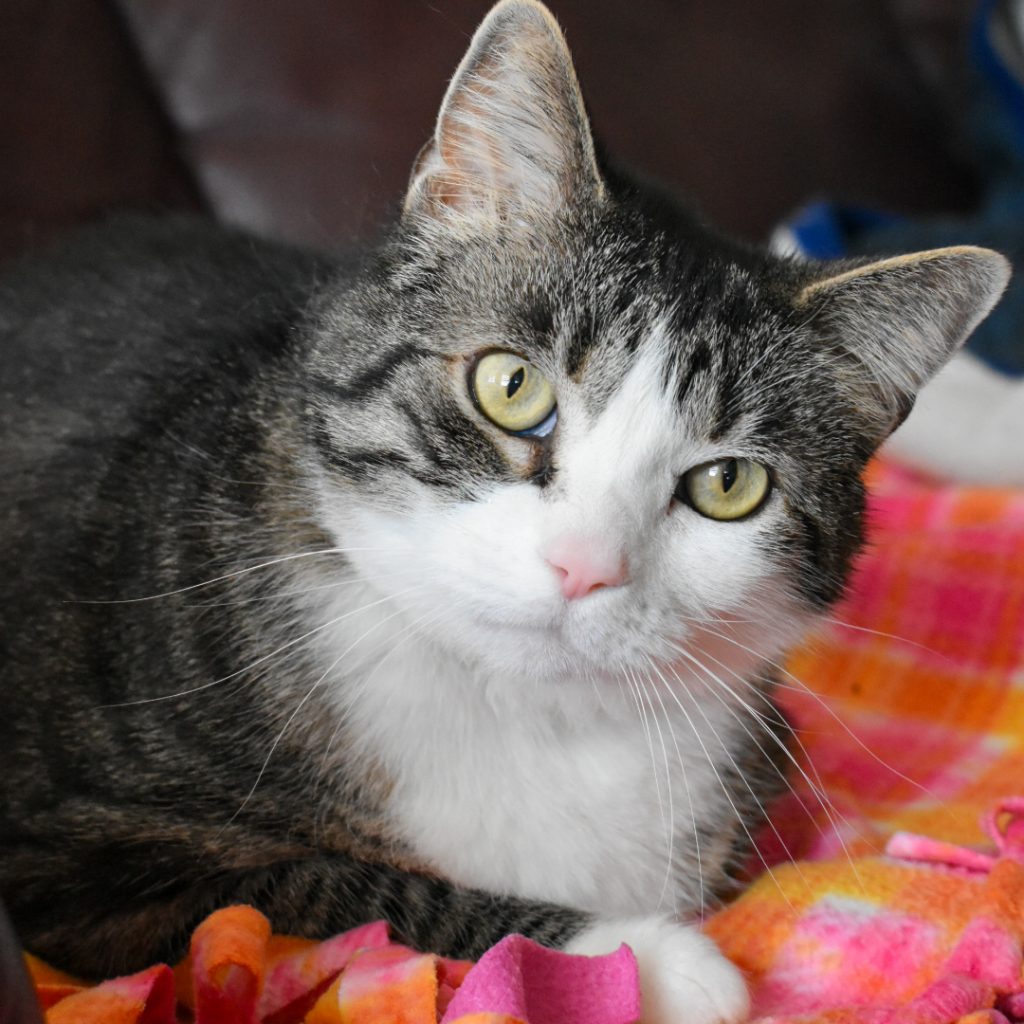 Adoptable Cats