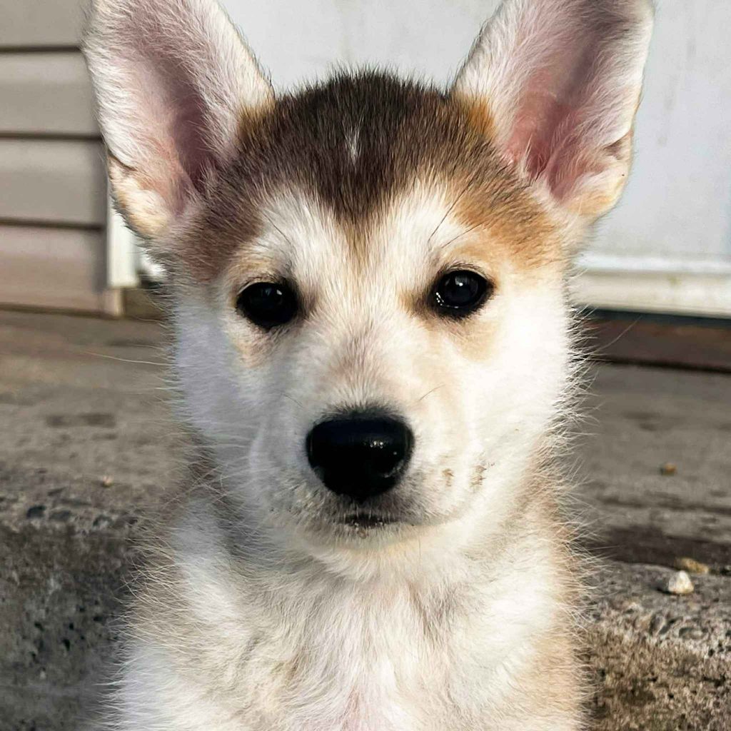 Adoptable Dogs
